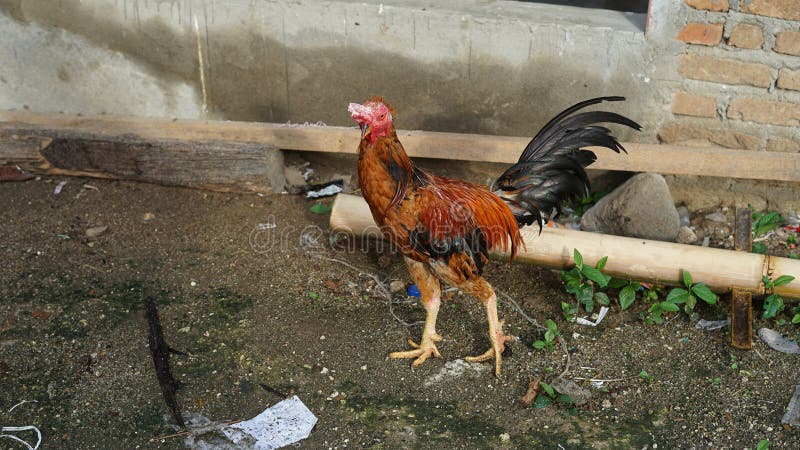 Typical Indonesian Rooster Stock Photos - Free & Royalty-Free Stock ...