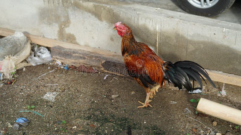 A Typical Indonesian Rooster is Kept in the Yard Stock Image - Image of ...