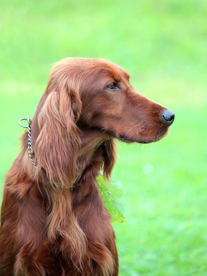 Typical Irish Red Setter in the Garden Stock Image - Image of botany ...