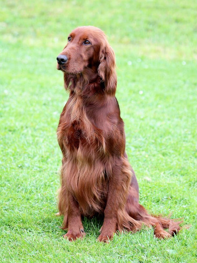 Typical Irish Red Setter in the Garden Stock Photo - Image of breed ...