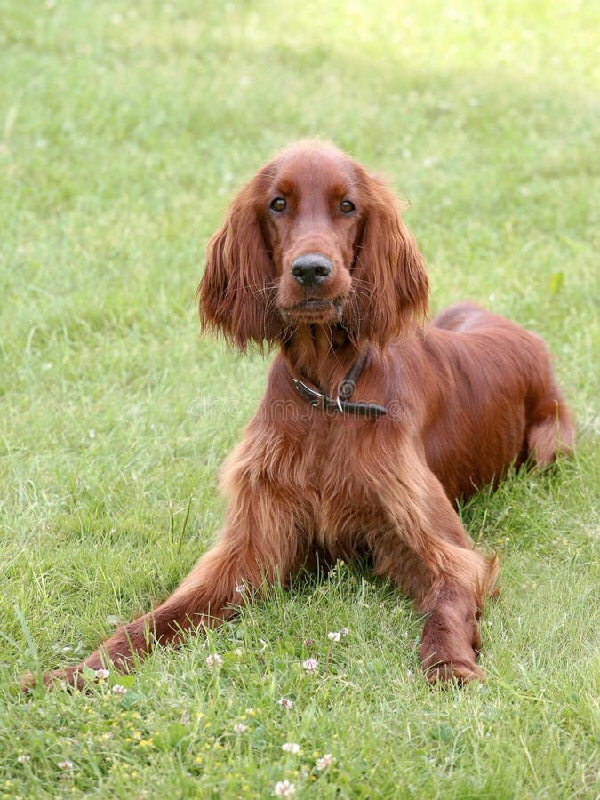 Typical Irish Red Setter on a Green Grass Lawn Stock Photo - Image of ...