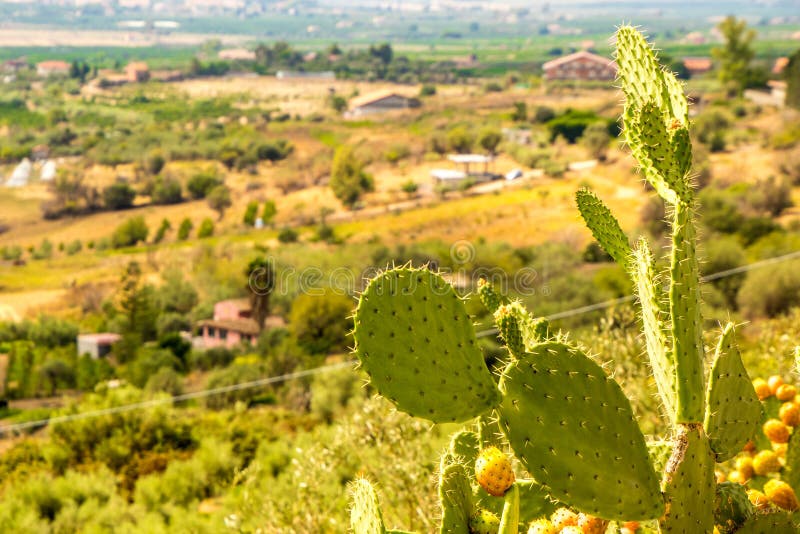Cactus Plant stock photo. Image of pear, sicily, cactus - 125552604