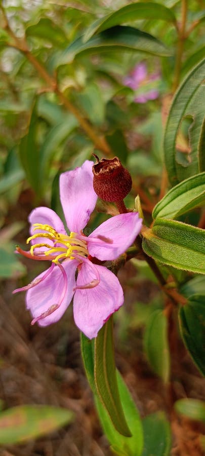Typical Kalimantan Flowers Stock Photos - Free & Royalty-Free Stock ...