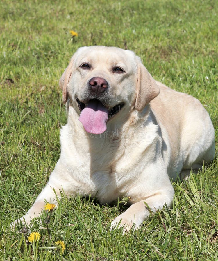 Labrador Retriever Pointing Stock Image - Image of nose, ready: 13366479