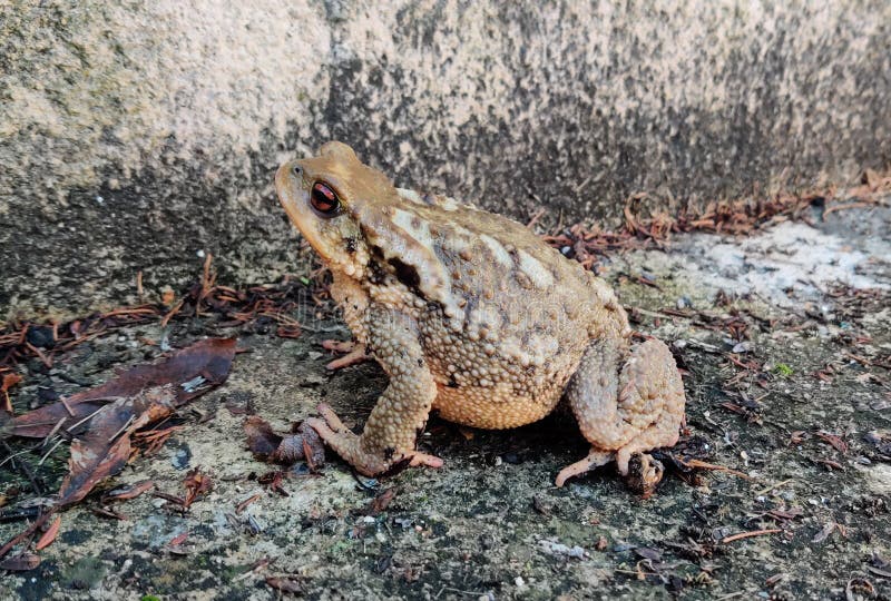 Large Fat Toad with Bumps and Warts Sits on the Ground Stock Image ...