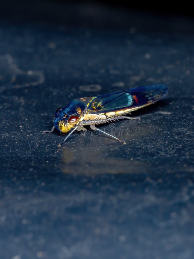 Typical Leafhopper stock image. Image of hopper, animal - 196057147