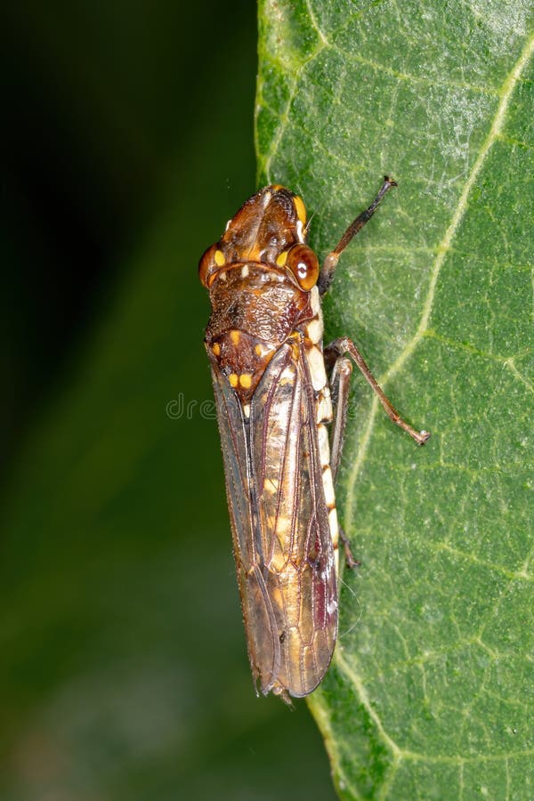Typical Leafhopper stock image. Image of detail, white - 196068145
