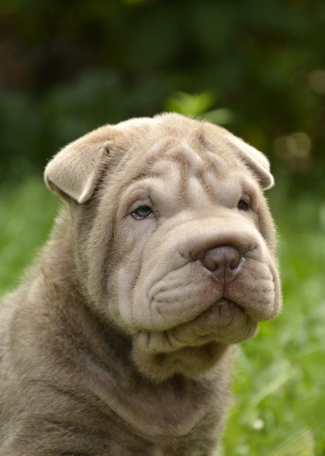 Baby Sharpei Puppy Sleeping Stock Image - Image of cute, love: 27649129