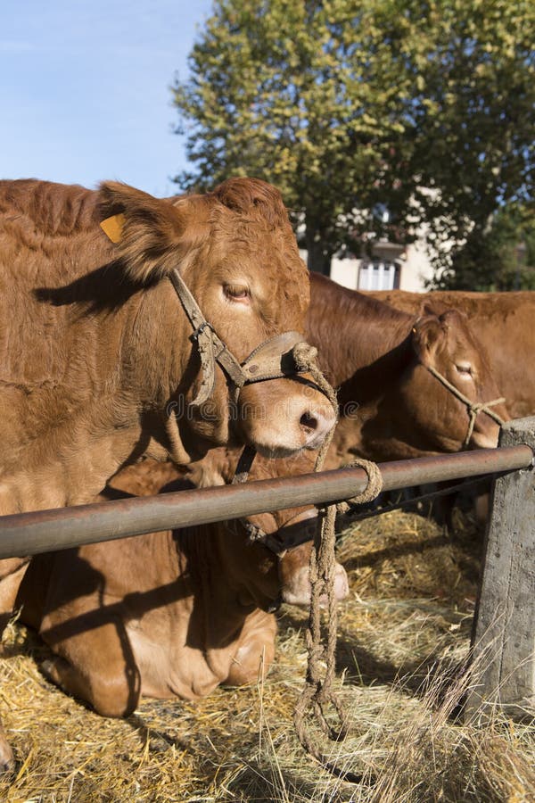 Typical Limousin Cows at Market Stock Photo - Image of outdoor, animals ...