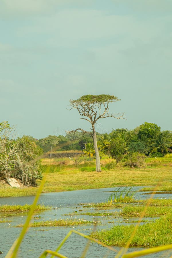 Typical Lone Tree in the Middle of a Swamp Stock Photo - Image of lone ...