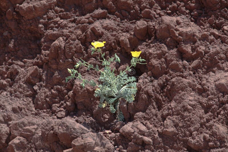 Typical Mediterranean Flora Stock Photo - Image of santorini ...