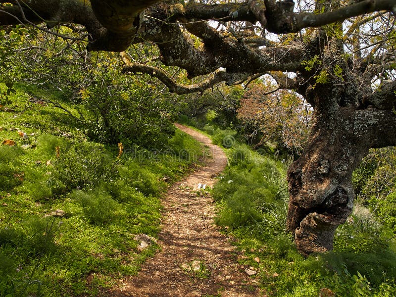 Mediterranean forest stock image. Image of water, rocks - 14142125