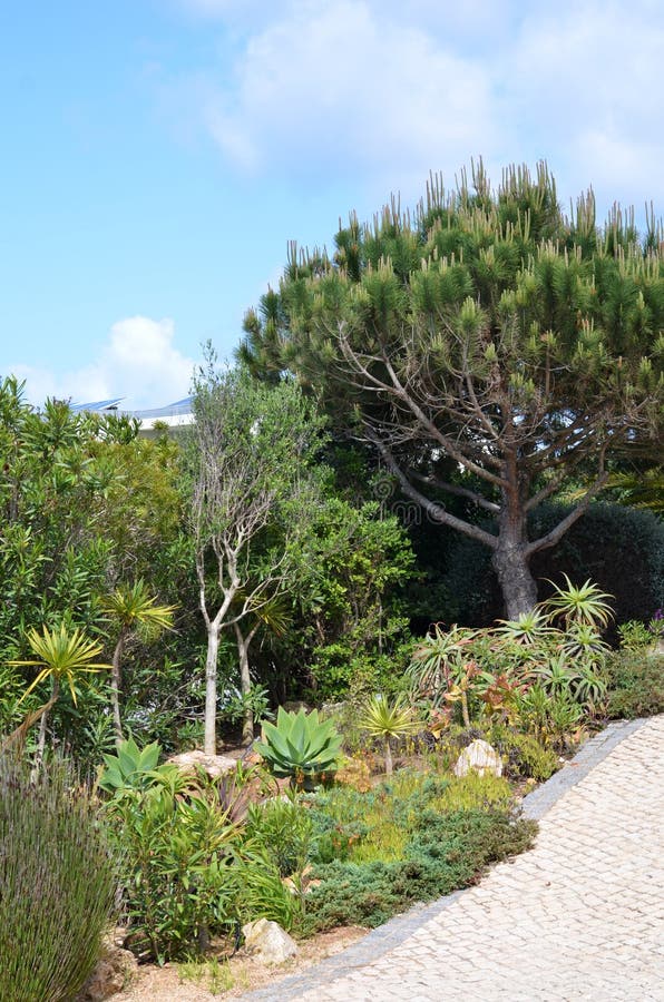 A Typical Mediterranean Garden Stock Image - Image of sunny, palms ...