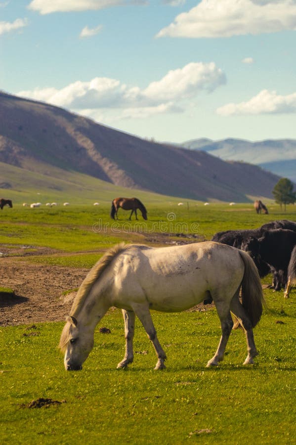Typical Mongolian Landscape and Steppe Stock Image - Image of typical ...