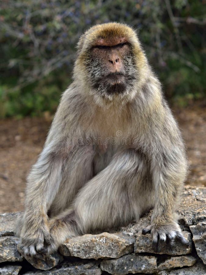 Typical Monkey in Gibraltar Stock Photo - Image of typical, monkeys ...