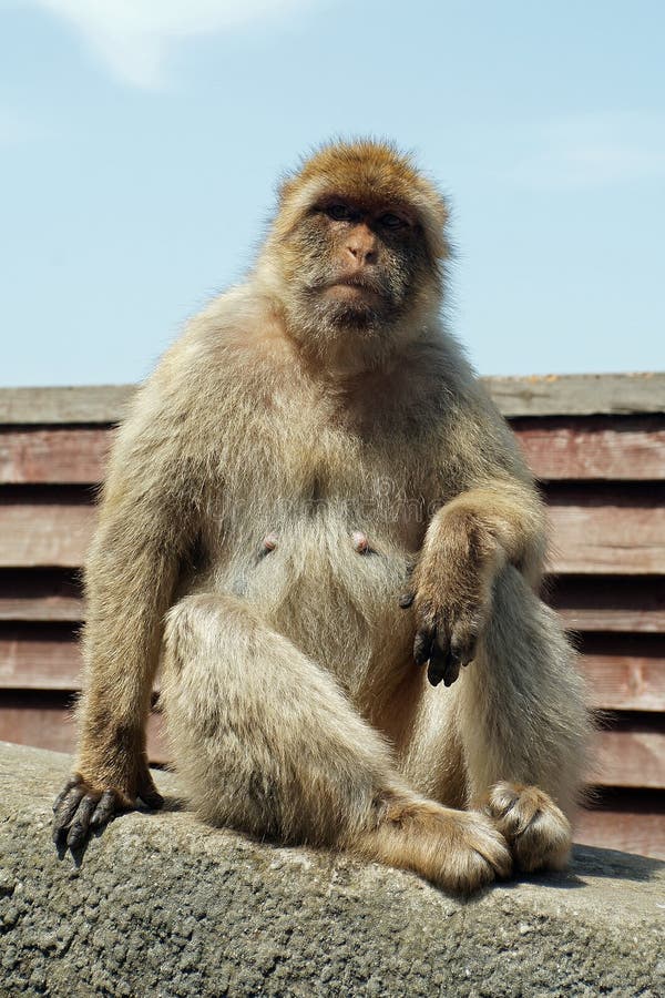 Running monkey stock photo. Image of african, wilderness - 4194424
