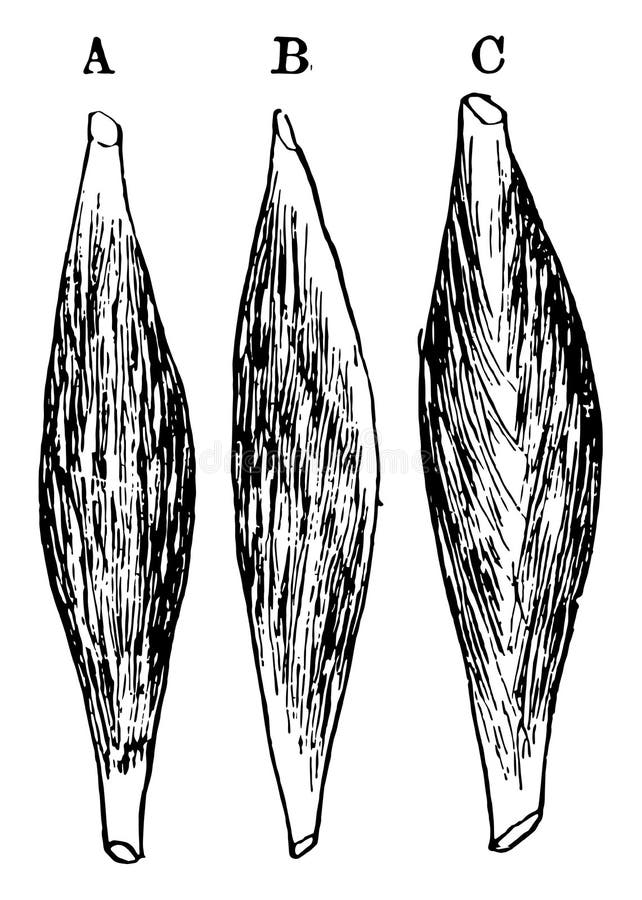 Typical Muscles, Vintage Illustration Stock Vector - Illustration of ...