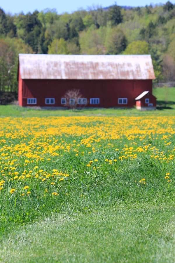 Typical New England Landscape Stock Photo - Image of agriculture, grass ...