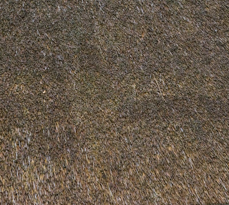 Typical Old Dutch Thatched Rooftop Texture in Macro Closeup Stock Image ...