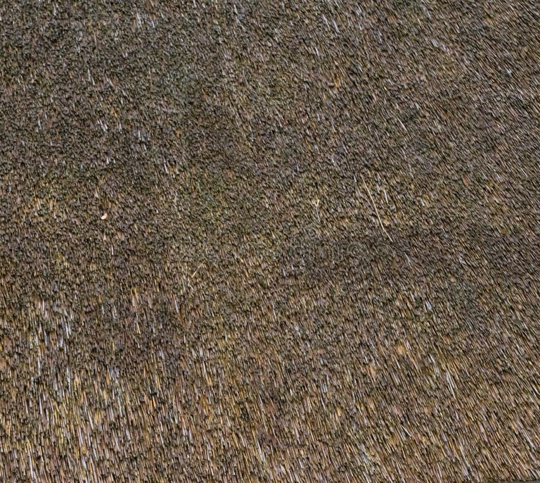 Typical Old Dutch Thatched Rooftop Texture in Macro Closeup Stock Image ...