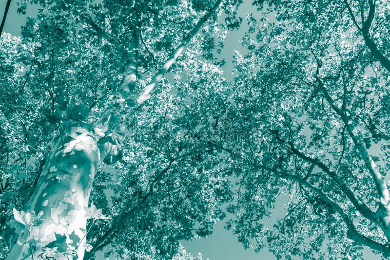 Typical Plane Tree Foliage and Canopy Above Stock Photo - Image of ...