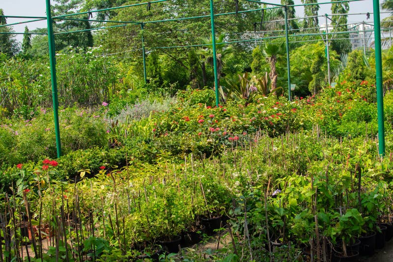 A Typical Plant Nursery Setup with Frames and Railings for Shade Stock ...