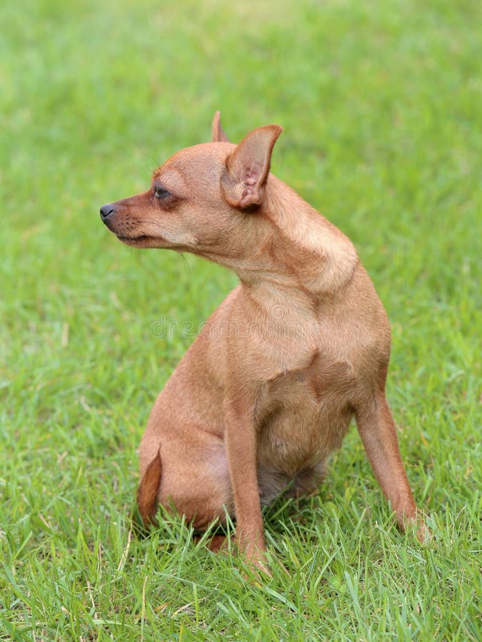 Typical Prague Red Hunter Dog on a Green Grass Lawn Stock Photo - Image ...