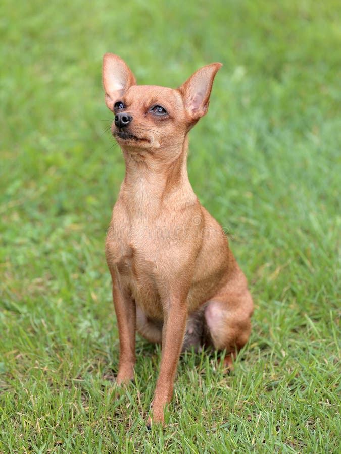 2,651 Prague Dog Stock Photos - Free & Royalty-Free Stock Photos from ...