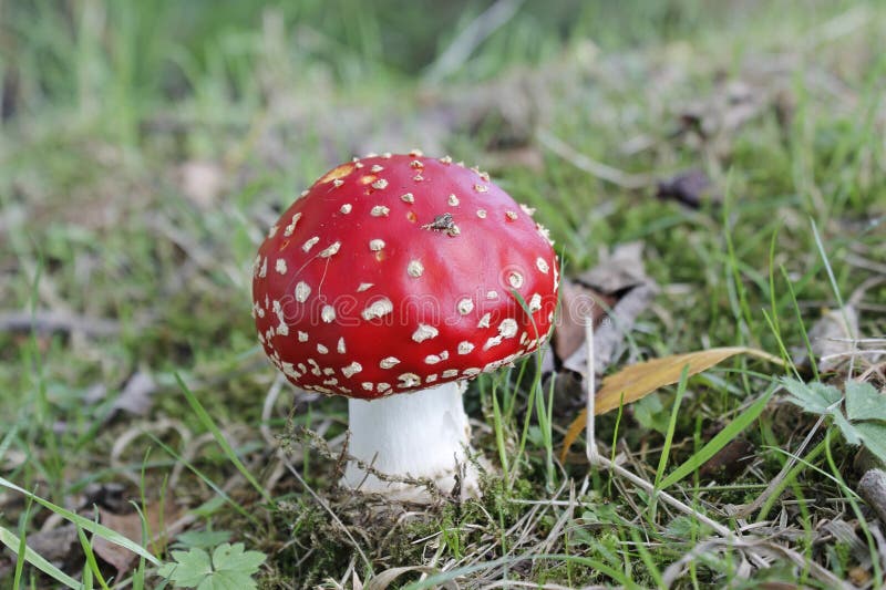 Typical Red Toadstool Fungi in Autumn Stock Image - Image of woodland ...