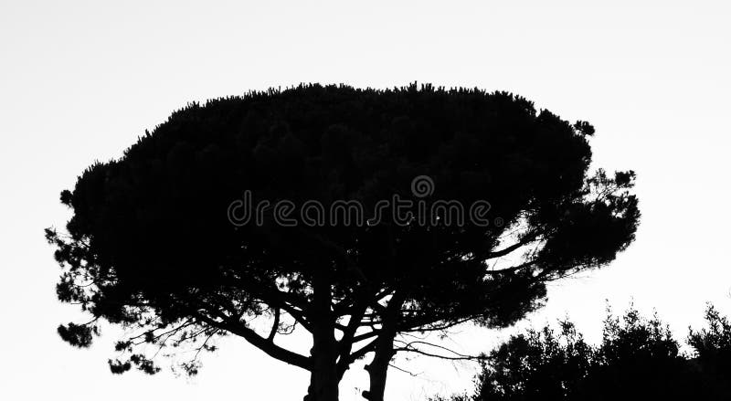 Silhouette of the Top of a Pine Tree with the White Background. Stock ...