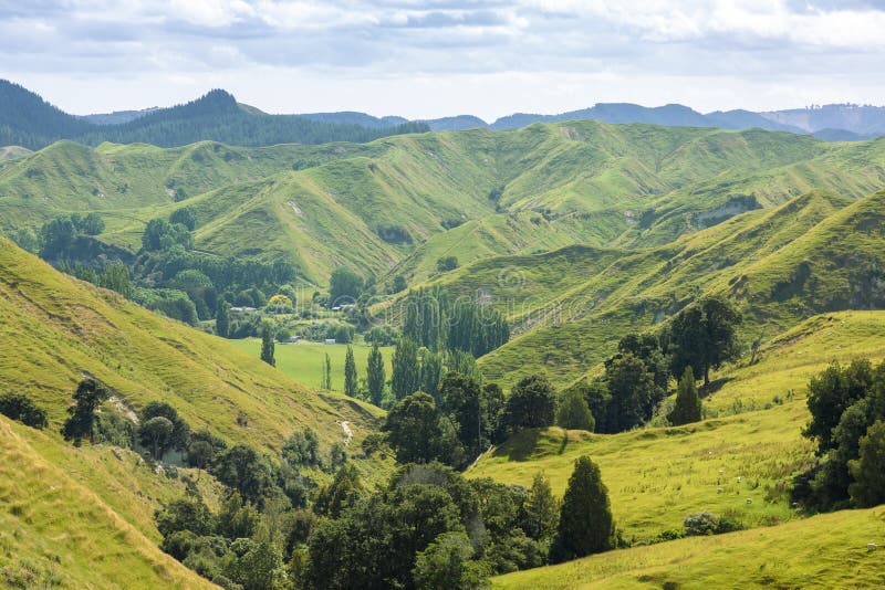 Typical Rural Landscape in New Zealand Stock Image - Image of scenery ...