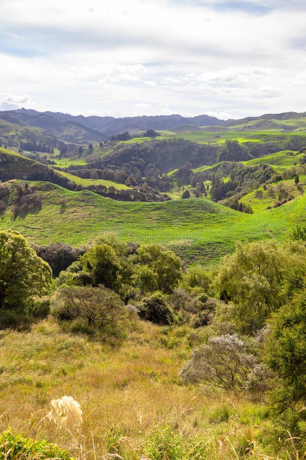 Typical Rural Landscape in New Zealand Stock Image - Image of grass ...