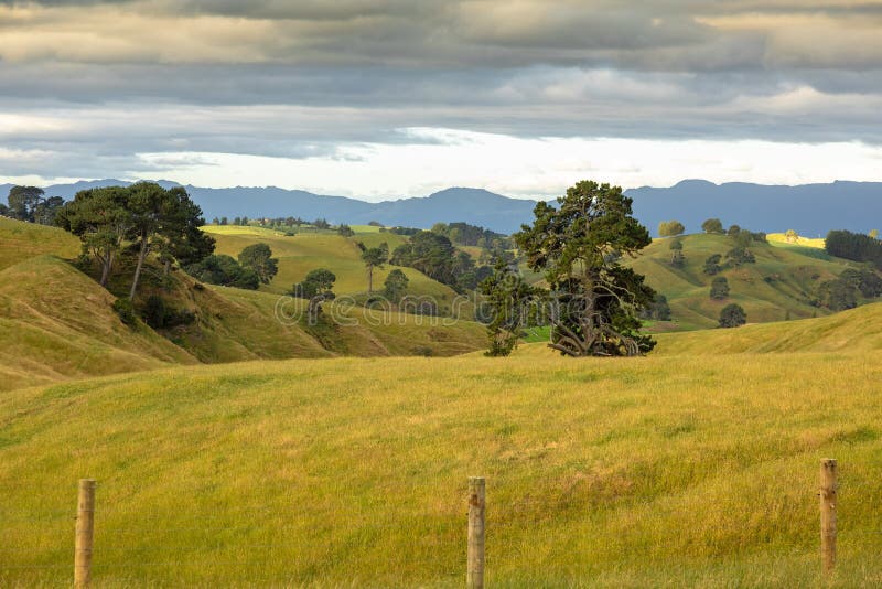 Typical Rural Landscape in New Zealand Stock Photo - Image of hills ...