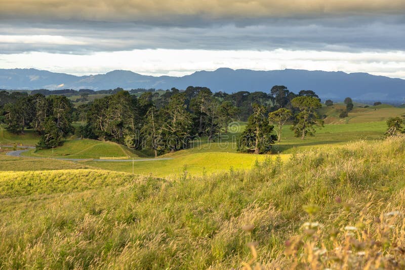 Typical Rural Landscape in New Zealand Stock Photo - Image of island ...