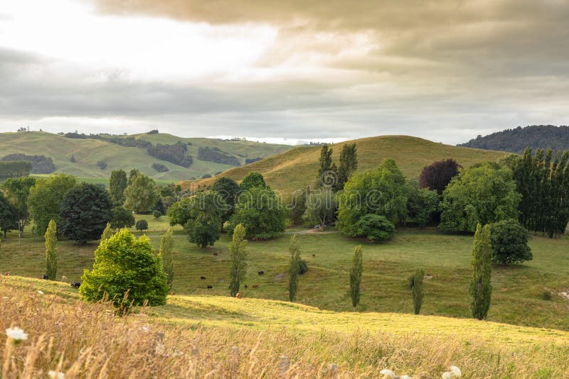 Typical Rural Landscape in New Zealand Stock Photo - Image of natural ...