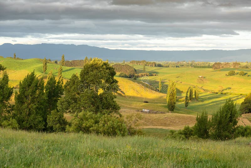 Typical Rural Landscape in New Zealand Stock Photo - Image of grass ...