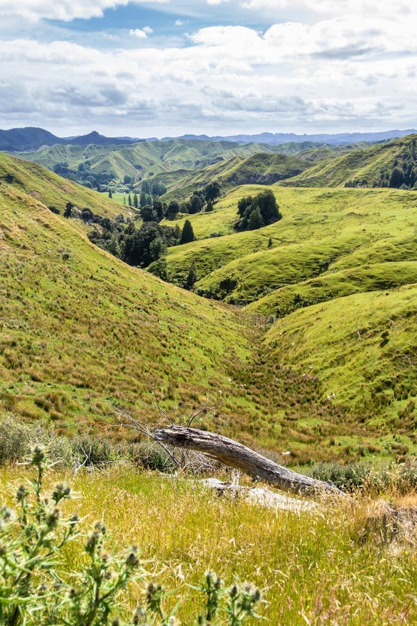 Typical Rural Landscape in New Zealand Stock Photo - Image of natural ...