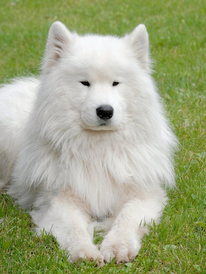 Typical Russian White Samoyed Dog Stock Image - Image of sabaka ...