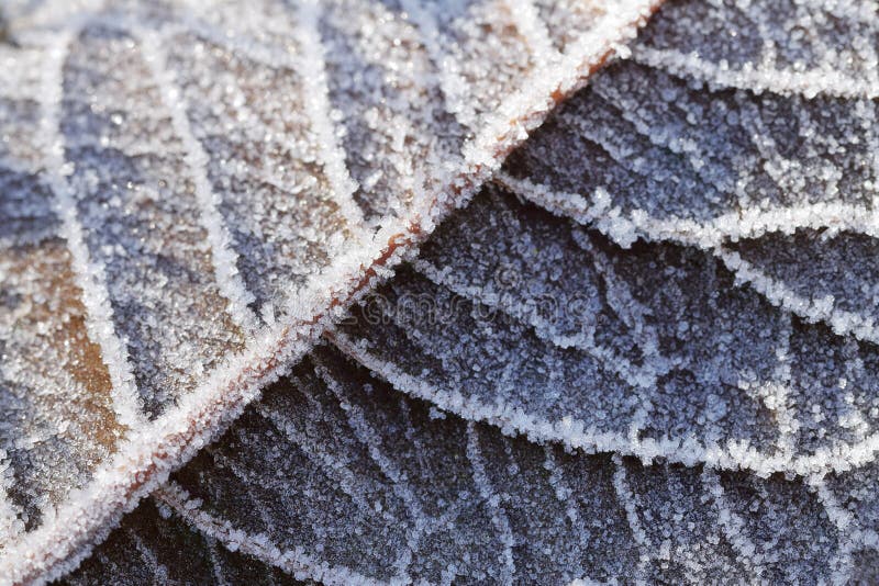 Typical autumn leaf scene stock photo. Image of fall - 101535520