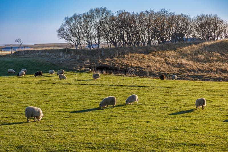 Typical Scene with Sheep on Pasture, Iceland Stock Image - Image of ...
