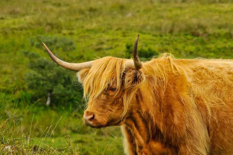 Typical Scottish cow stock photo. Image of animal, symbol - 111595410