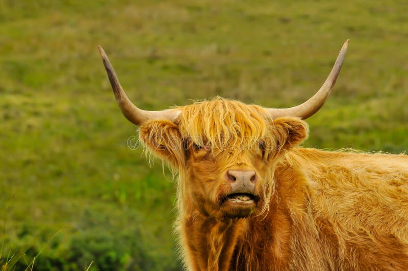 Typical Scottish cow stock photo. Image of animal, brown - 111595346