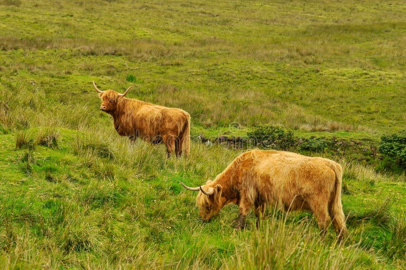 Typical Scottish cow stock image. Image of symbol, nature - 111595427