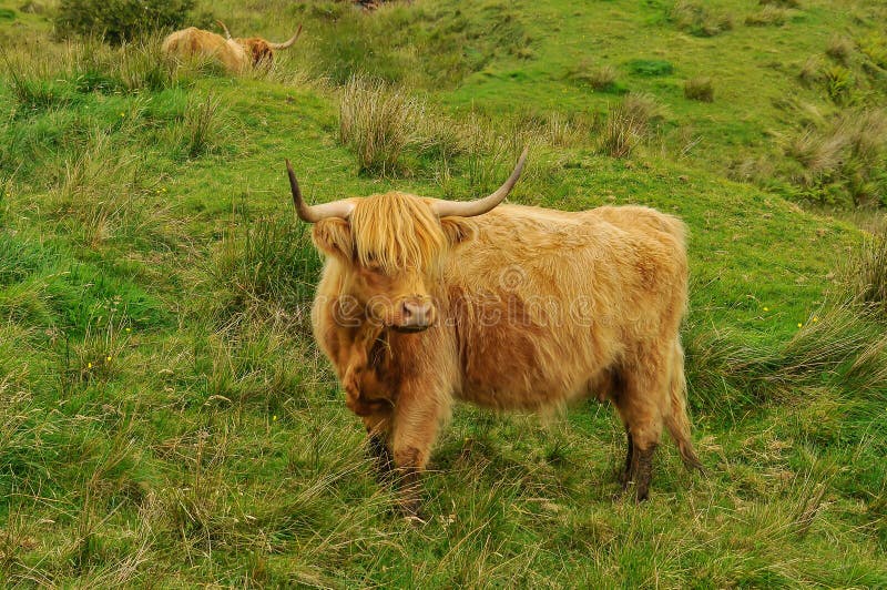 Typical Scottish cow stock image. Image of work, landscape - 111595479