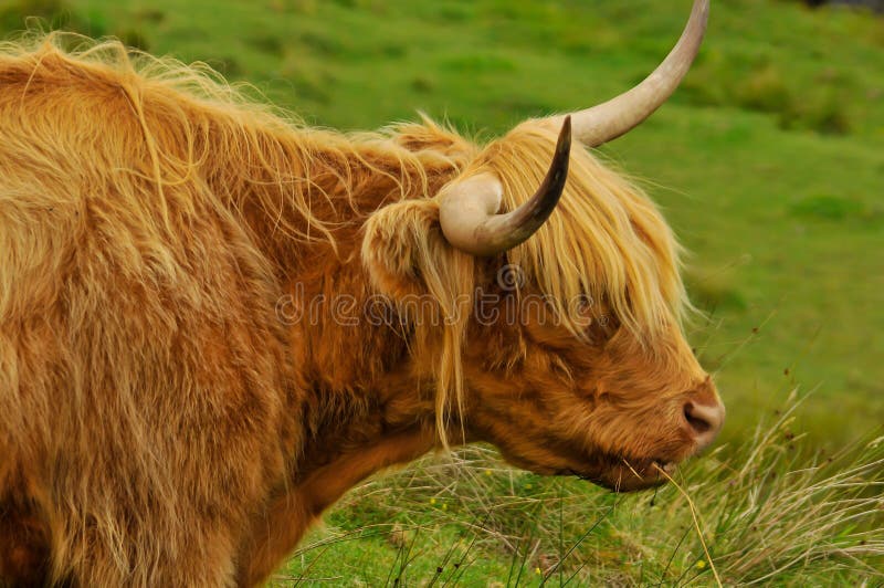 Typical Scottish cow stock photo. Image of force, natural - 111595550
