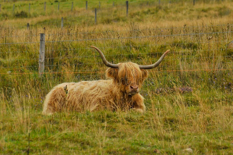 Typical Scottish cow stock photo. Image of organization - 111595632