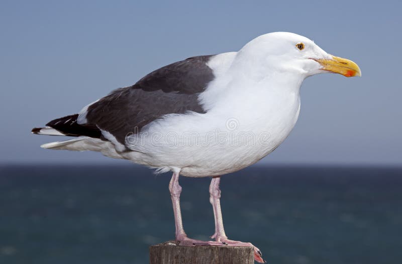 Typical seagull stock image. Image of long, seagull, feather - 30898817