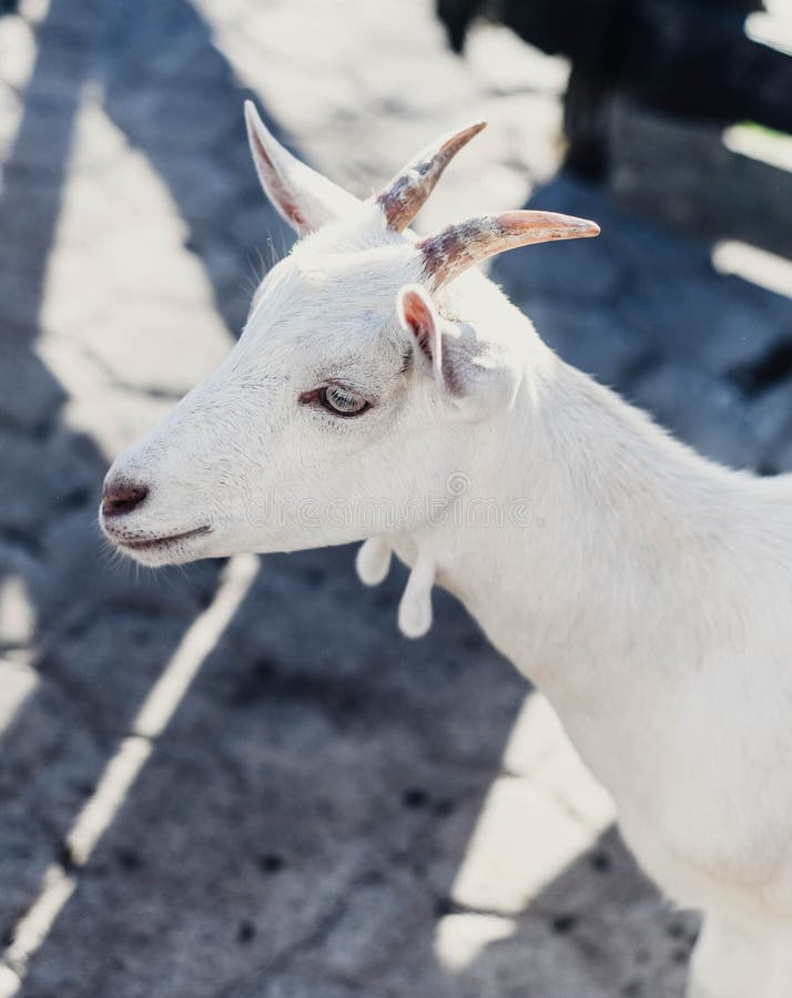 Typical South American Goats on a Farm Stock Photo - Image of nature ...