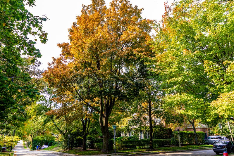 Typical Street Scene in the Fall - Fall in Central Canada, on Editorial ...