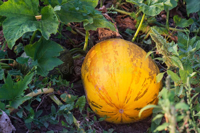 Typical Styrian Pumpkin Field, Stock Image - Image of healthy, organic ...